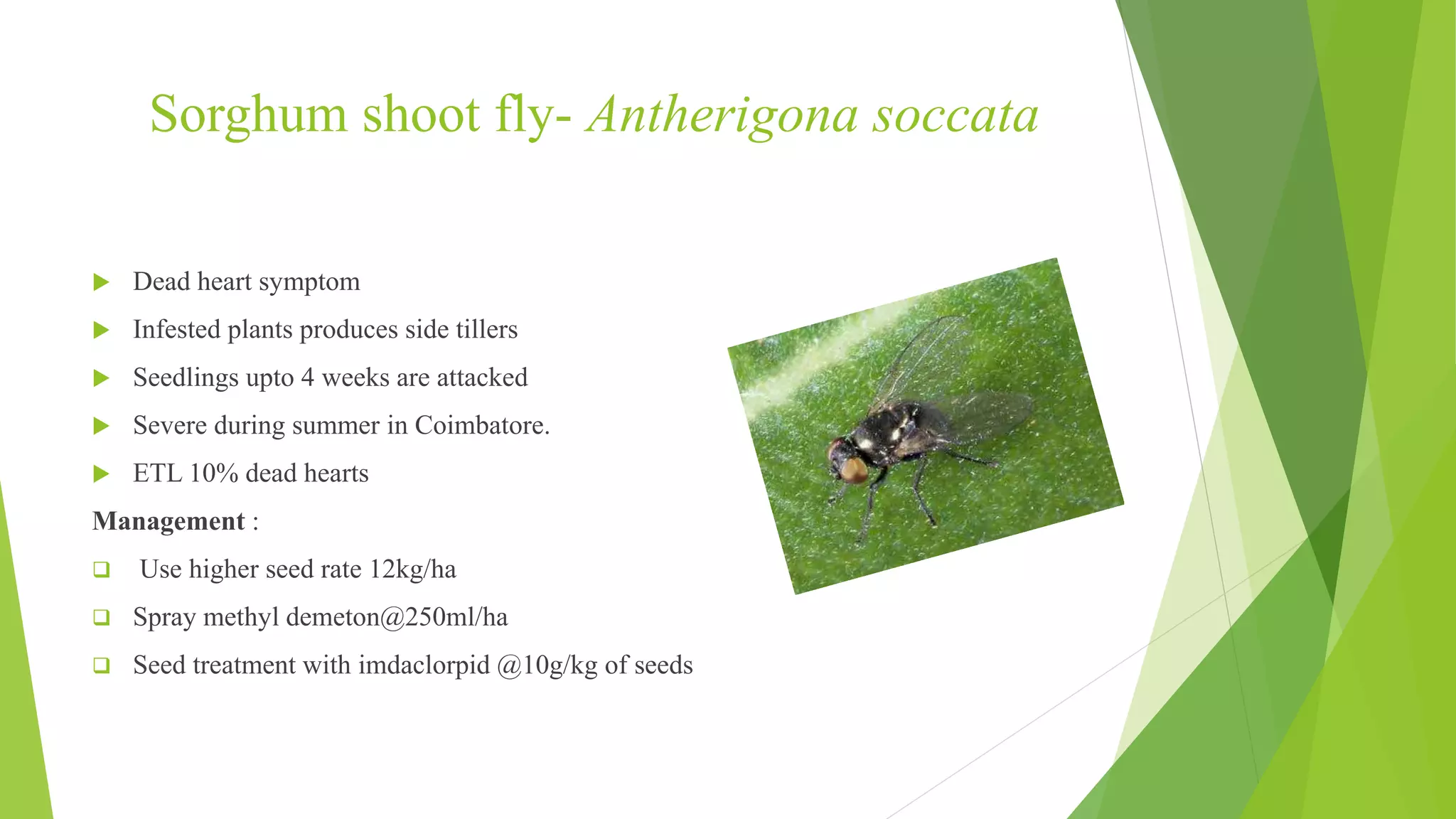 Pests of sorghum finger millet and pearl millet | PPTX