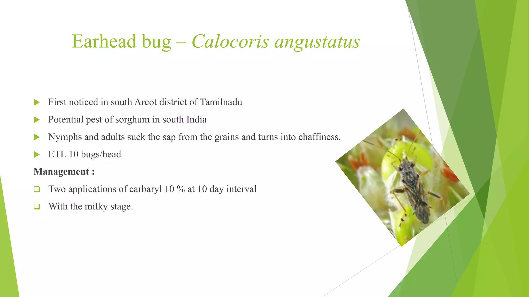 Pests of sorghum finger millet and pearl millet | PPTX