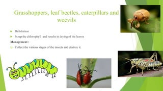 Pests of sorghum finger millet and pearl millet | PPTX