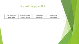 Pests of sorghum finger millet and pearl millet | PPTX