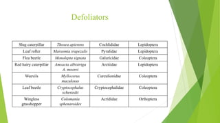 Pests of sorghum finger millet and pearl millet | PPTX