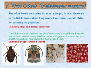 Insect pests of storage and their management | PPTX