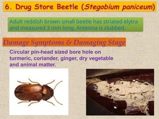 Insect pests of storage and their management | PPTX