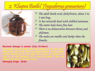Insect pests of storage and their management | PPTX