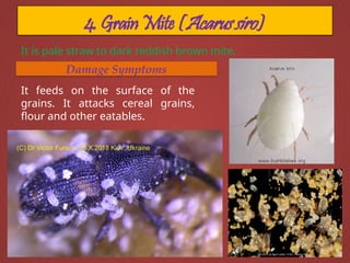 Insect pests of storage and their management | PPTX