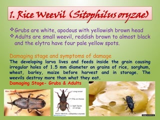 Insect pests of storage and their management | PPTX