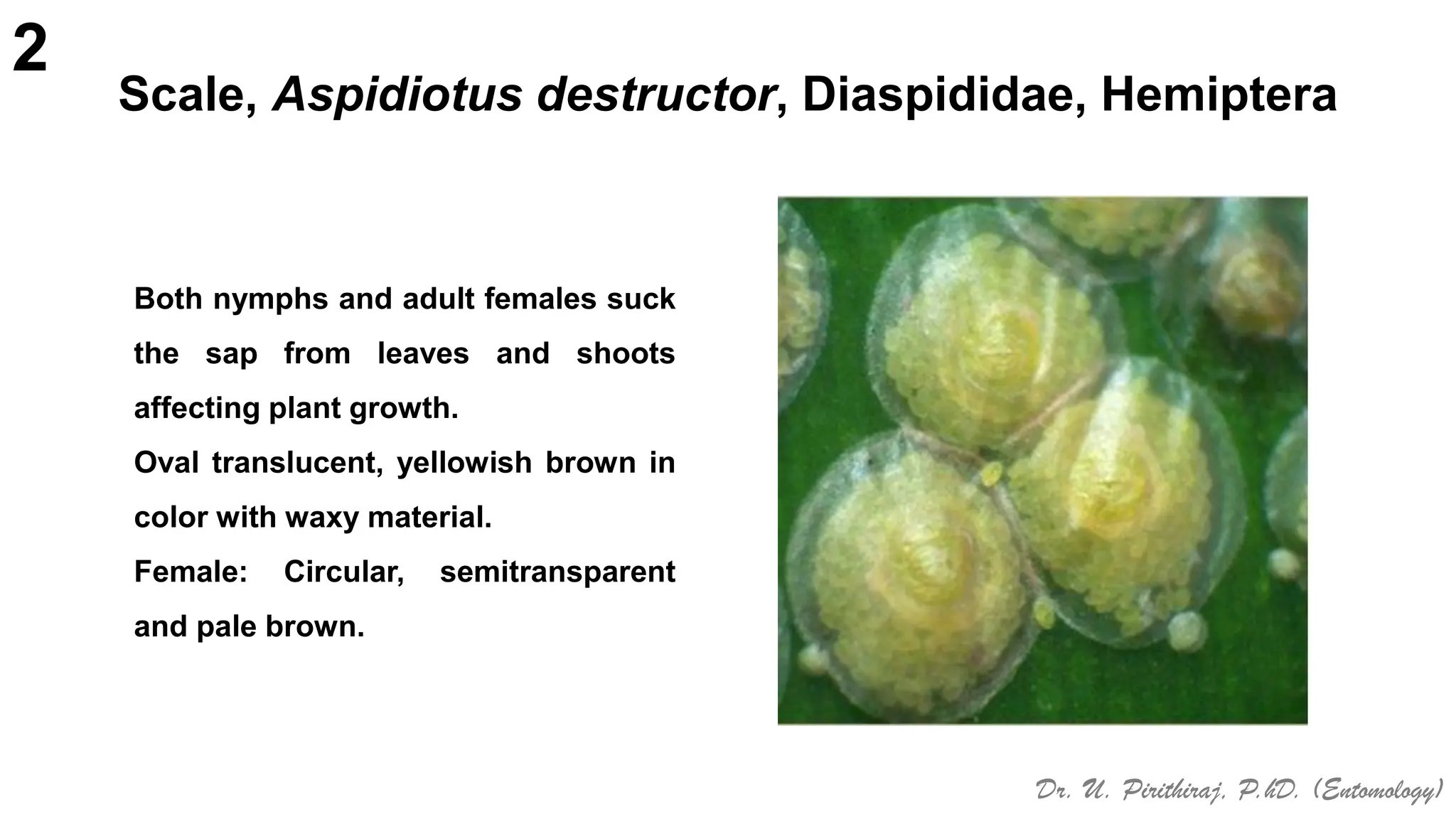 Pests of tapioca yam colocasia bionomics.pdf