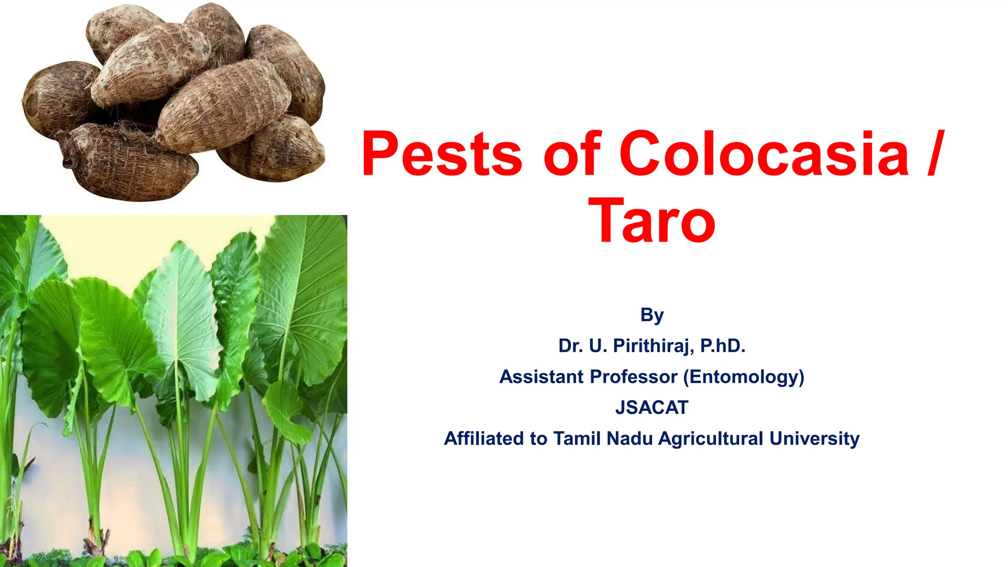 Pests of tapioca yam colocasia bionomics.pdf