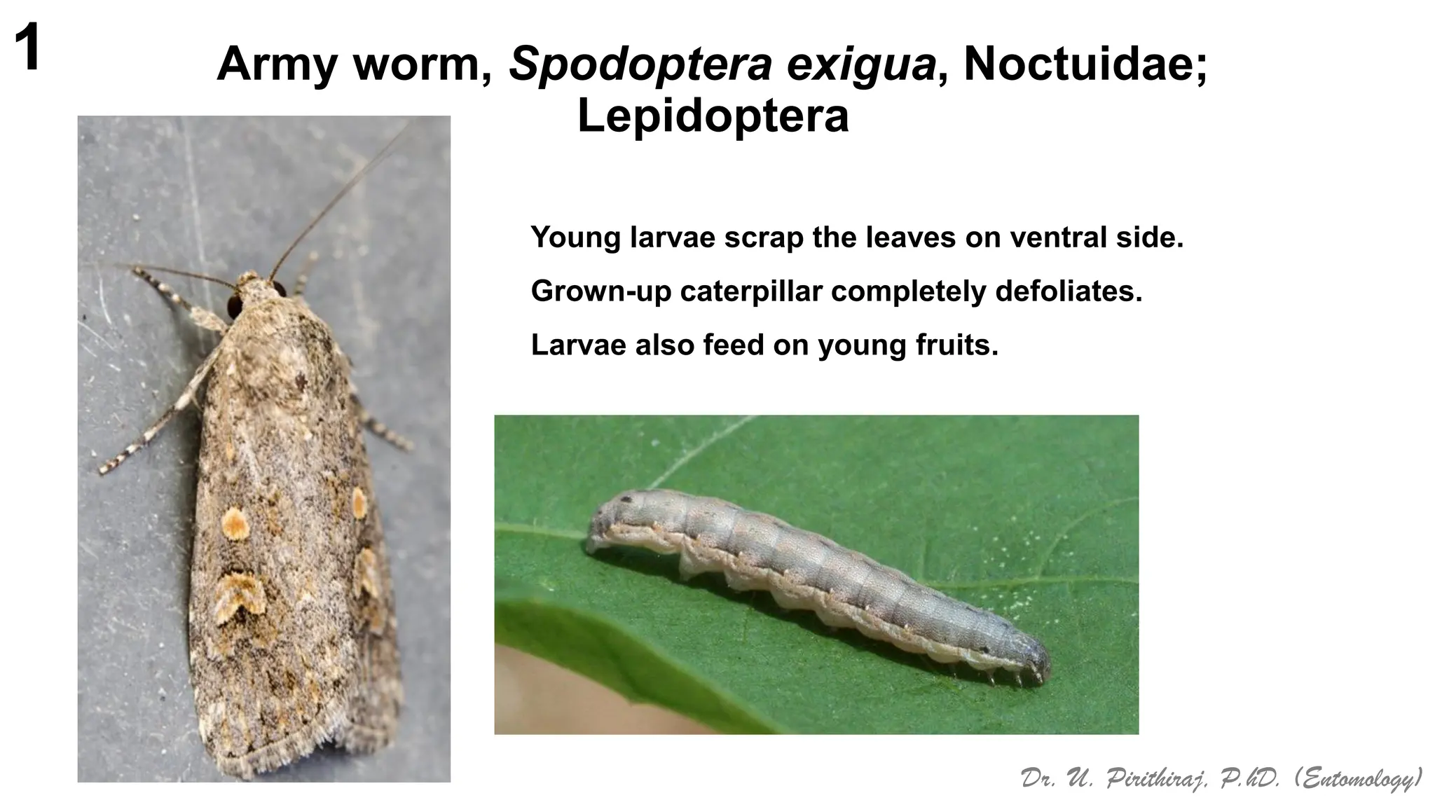 Pests of tapioca yam colocasia bionomics.pdf