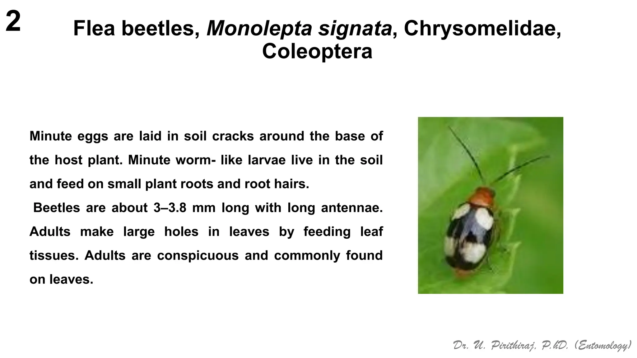 Pests of tapioca yam colocasia bionomics.pdf