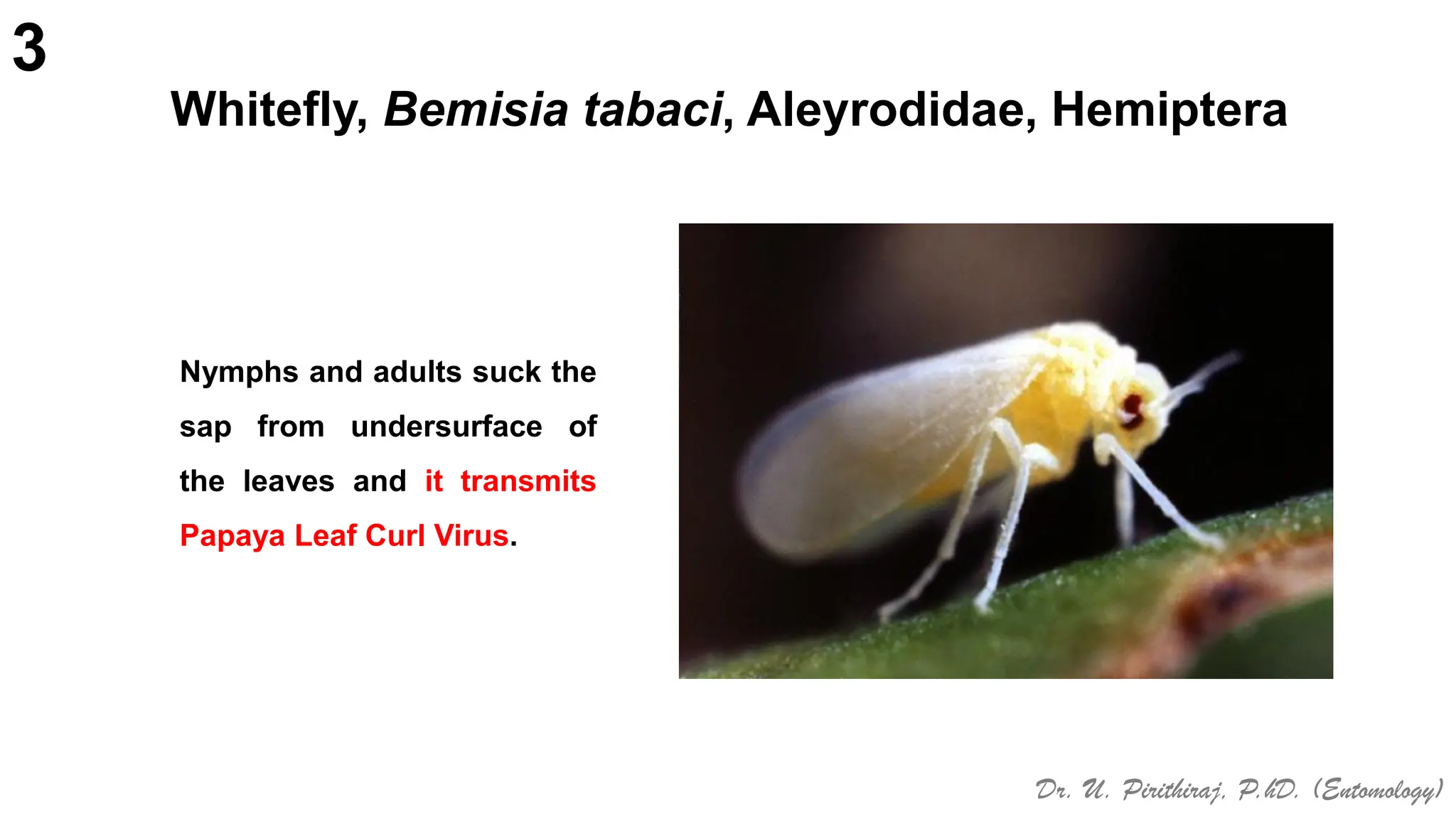Pests of tapioca yam colocasia bionomics.pdf