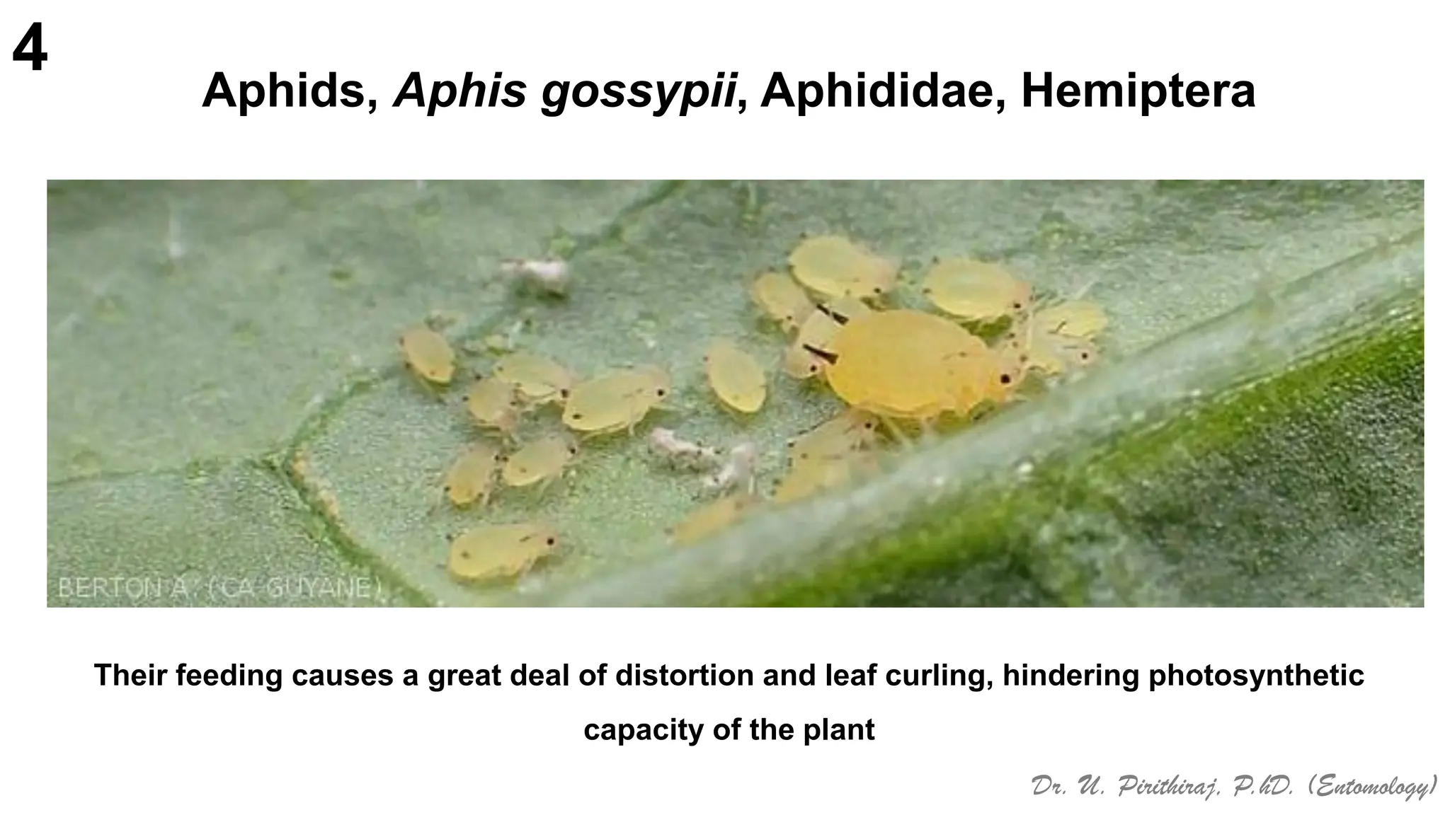 Pests of tapioca yam colocasia bionomics.pdf