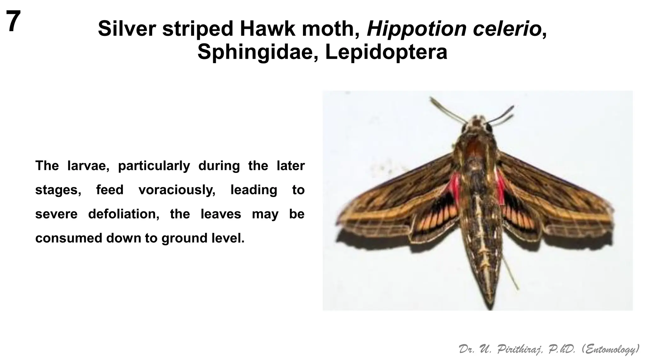 Pests of tapioca yam colocasia bionomics.pdf
