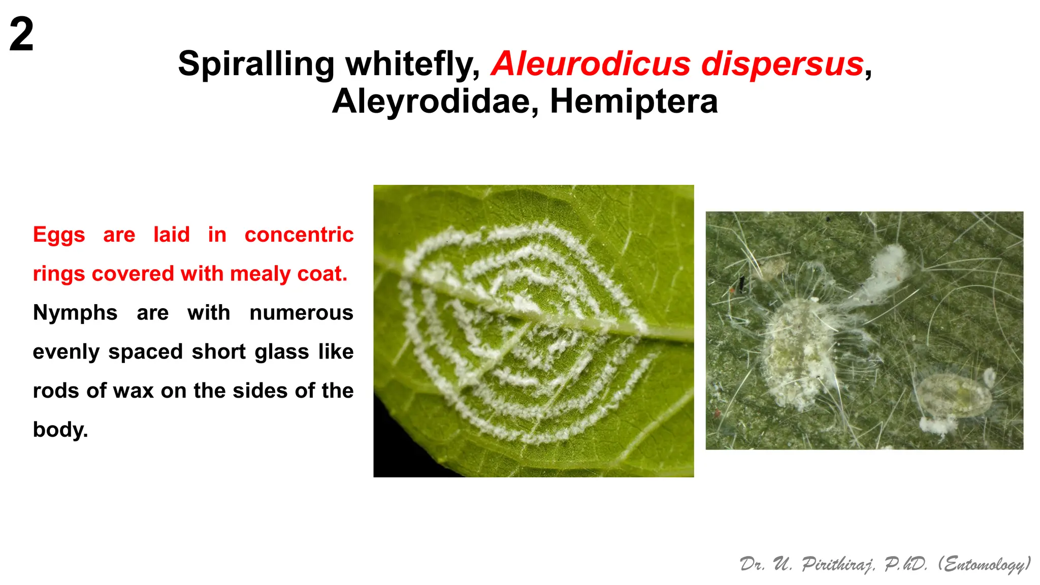 Pests of tapioca yam colocasia bionomics.pdf