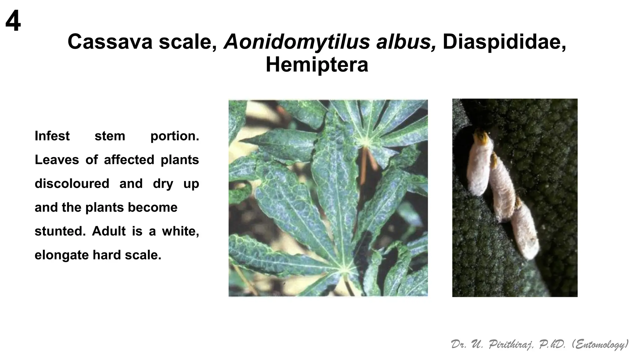 Pests of tapioca yam colocasia bionomics.pdf