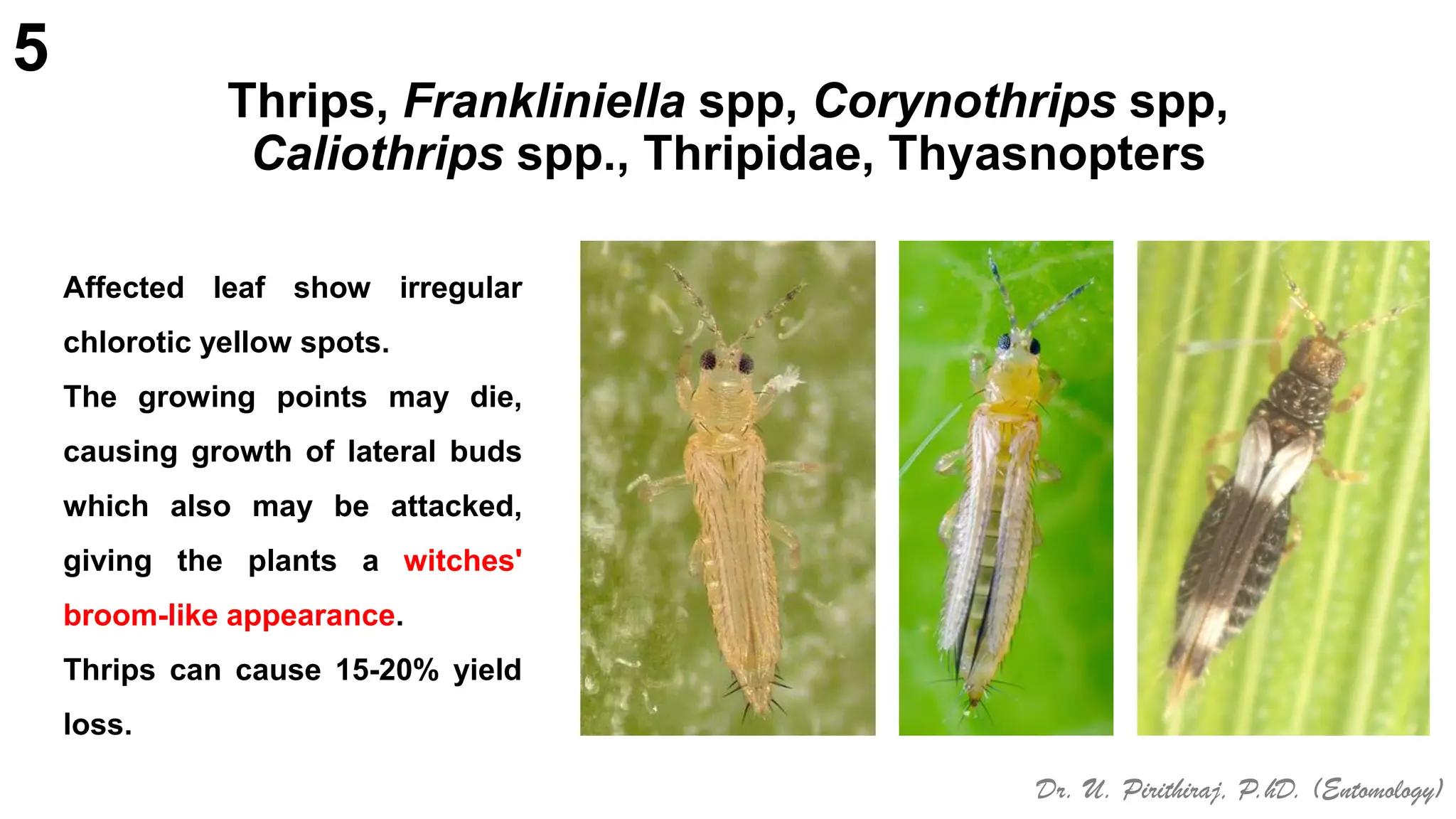 Pests of tapioca yam colocasia bionomics.pdf