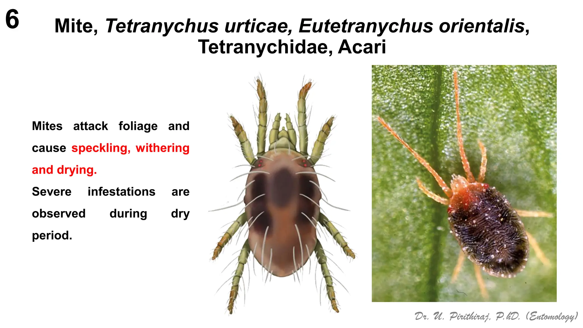 Pests of tapioca yam colocasia bionomics.pdf