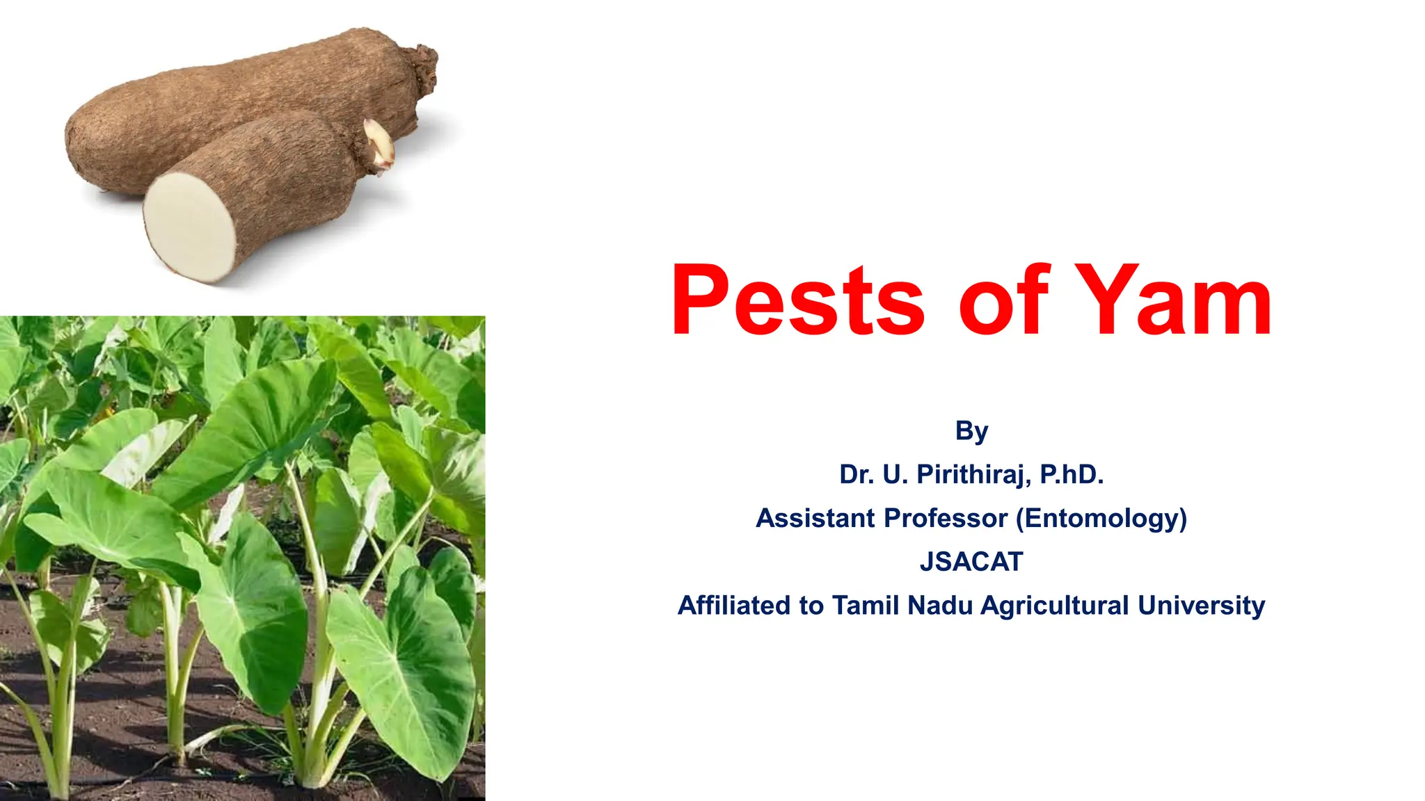 Pests of tapioca yam colocasia bionomics.pdf