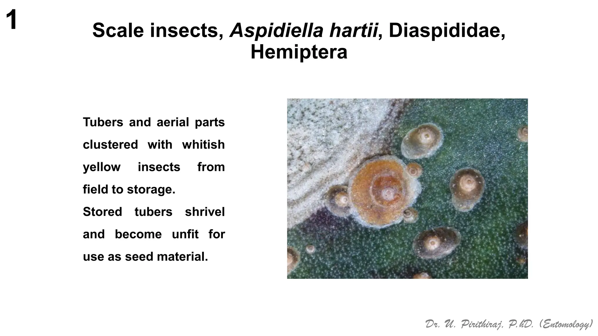 Pests of tapioca yam colocasia bionomics.pdf