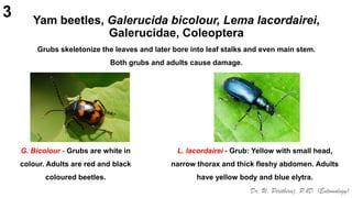 Pests of tapioca yam colocasia bionomics.pdf