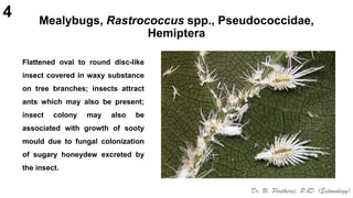 Pests of tapioca yam colocasia bionomics.pdf