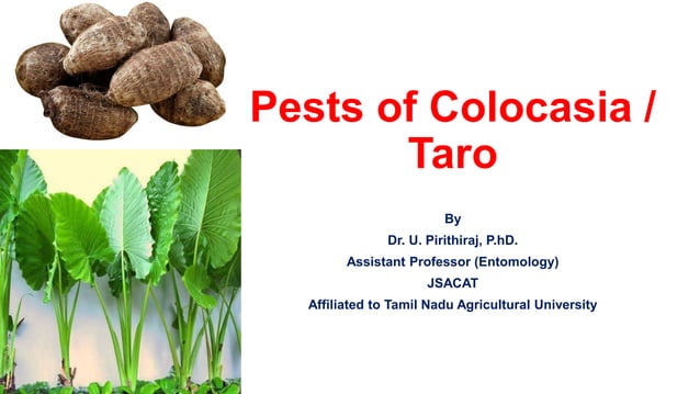 Pests of tapioca yam colocasia bionomics.pdf