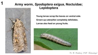 Pests of tapioca yam colocasia bionomics.pdf