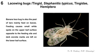 Pests of tapioca yam colocasia bionomics.pdf