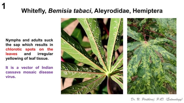 Pests of tapioca yam colocasia bionomics.pdf