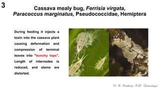 Pests of tapioca yam colocasia bionomics.pdf