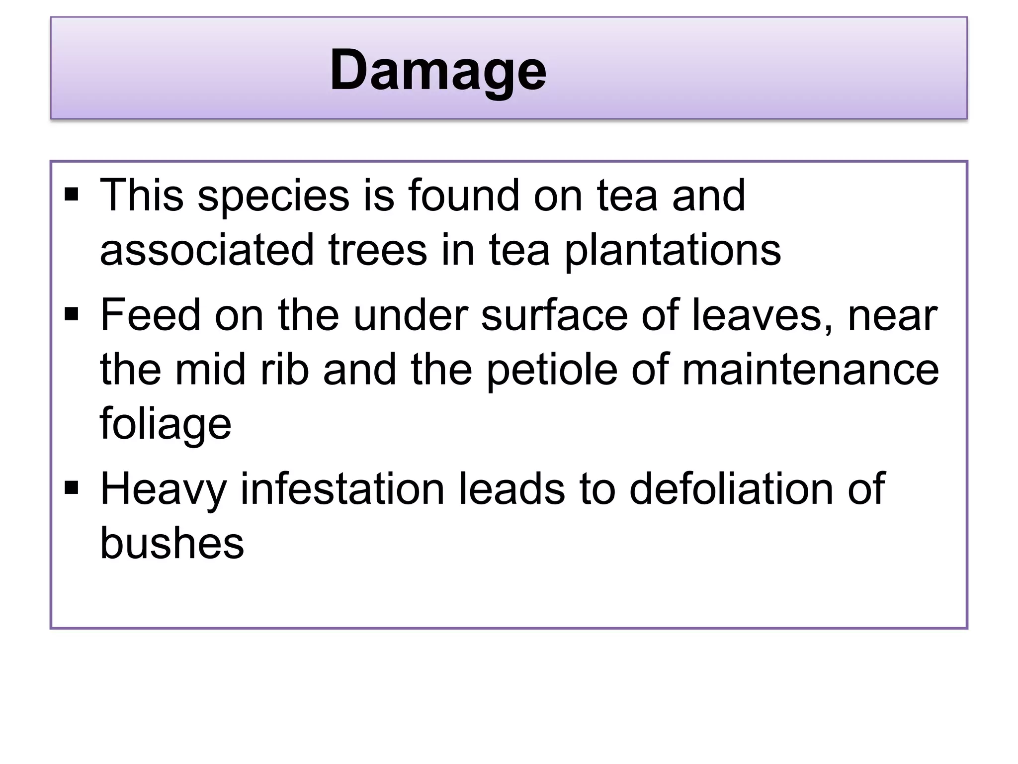 Pests of tea | PPTX