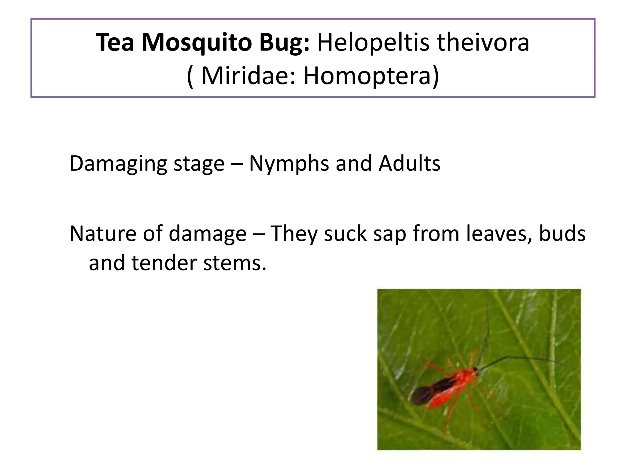 Pests of tea | PPTX