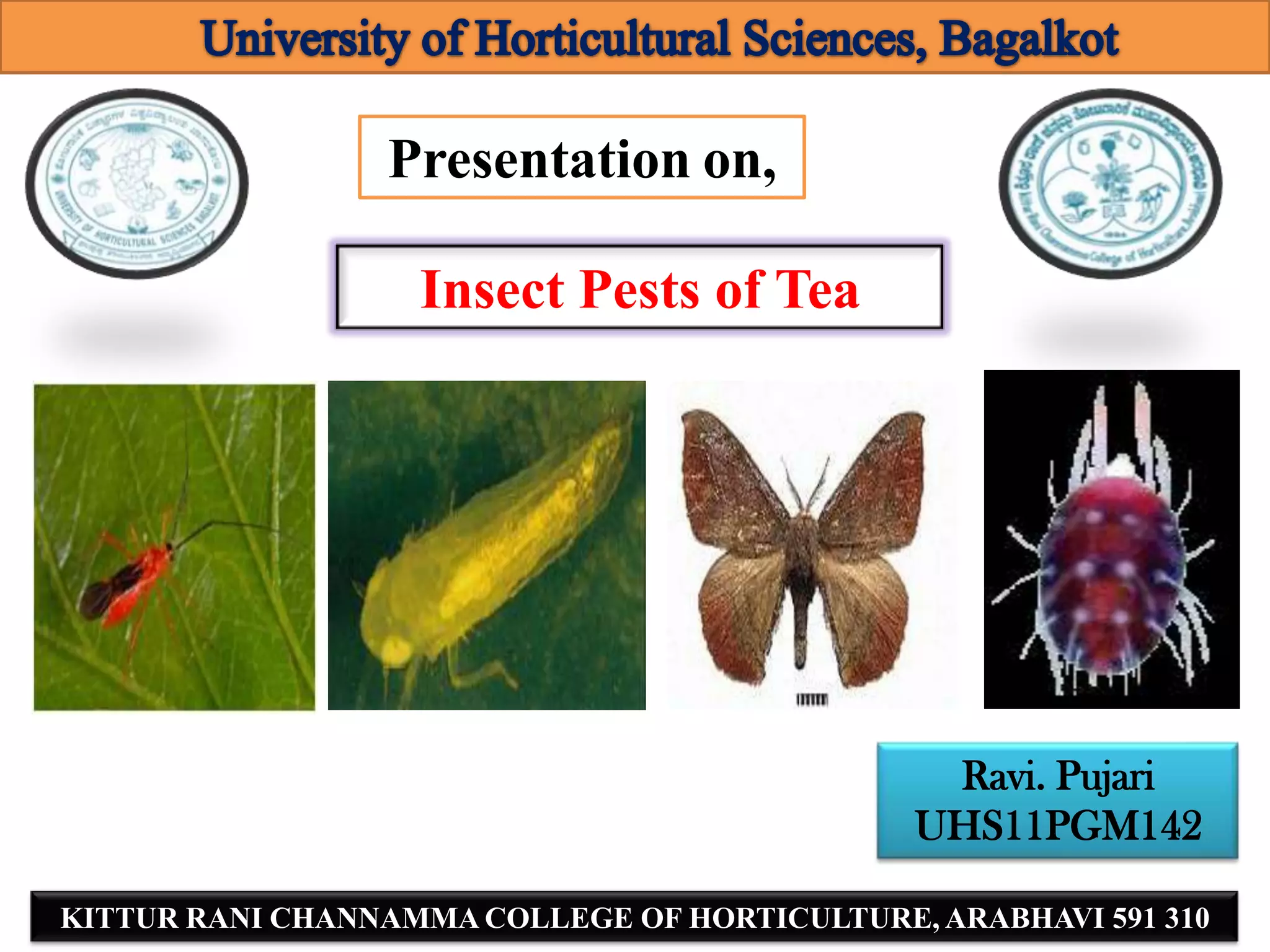 Pests of tea | PPT