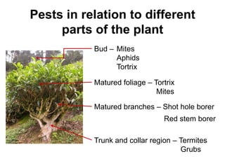 Pests of tea | PPTX