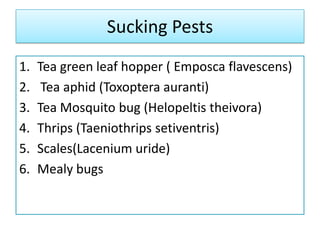 Pests of tea | PPTX