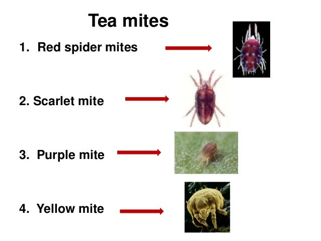 Pests of tea