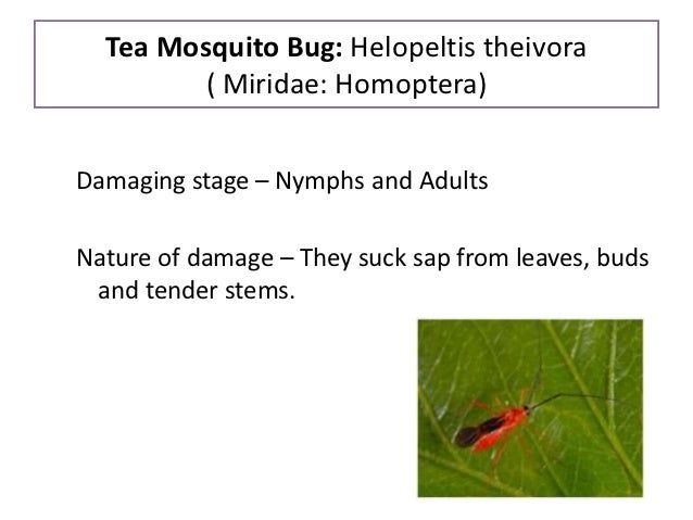 Pests of tea