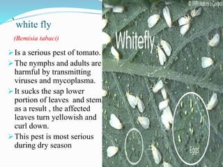Pests of tomato, Brinjal By MD. RAMAJN | PPT