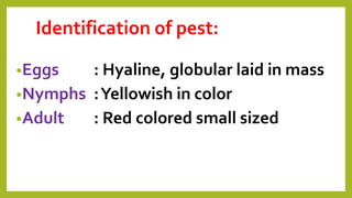 Pests of Tomato | PPTX