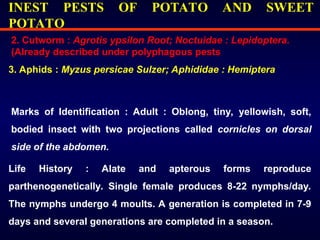 PESTS OF VEGETABLE CROPS ( SYSTEMATIC POSITION,HOPST,LIFECYCLE ...