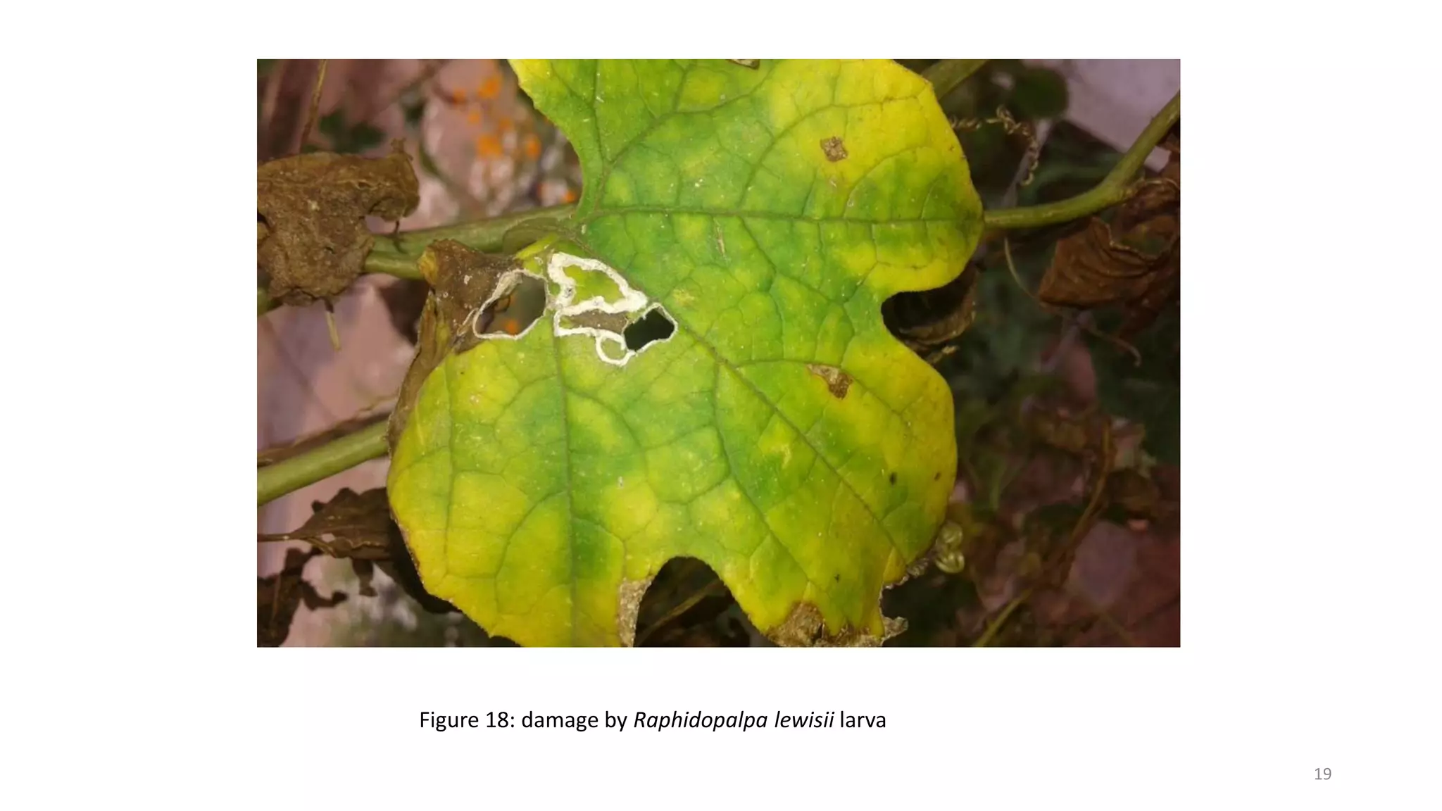 Pests of vegetable crops | PPTX