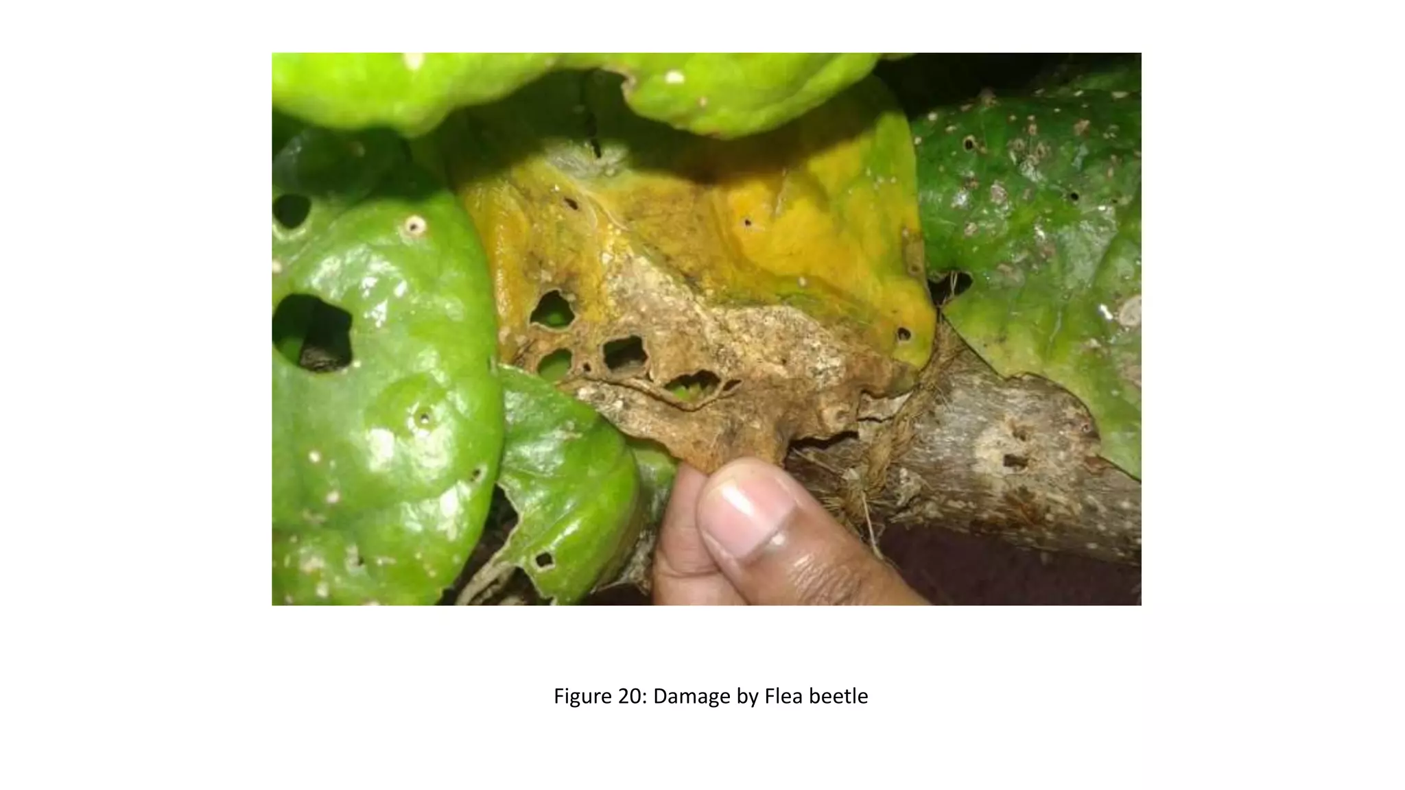 Pests of vegetable crops | PPTX