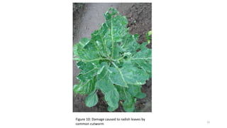 Pests of vegetable crops | PPTX