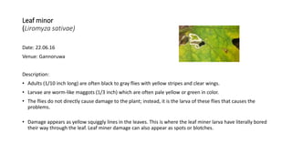 Pests of vegetable crops | PPTX