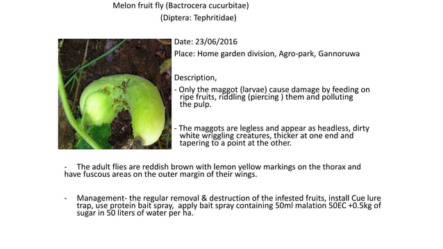 Pests of vegetable crops | PPTX | Gardening | Home & Garden