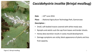 Pests of vegetable crops | PPTX