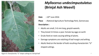 Pests of vegetable crops | PPTX