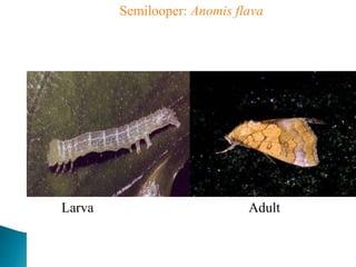 Pests of vegetables | PPT