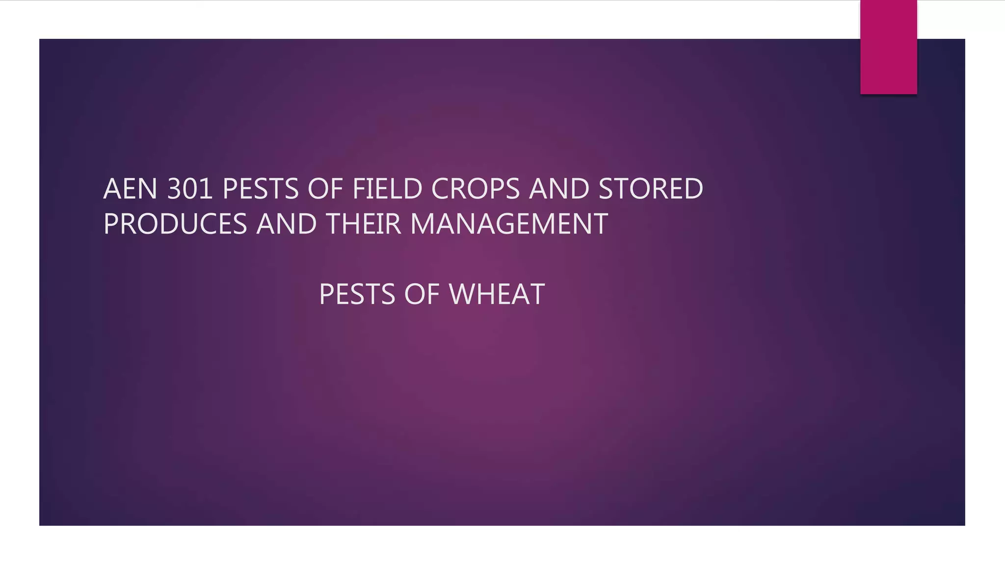 Pests of wheat | PPTX