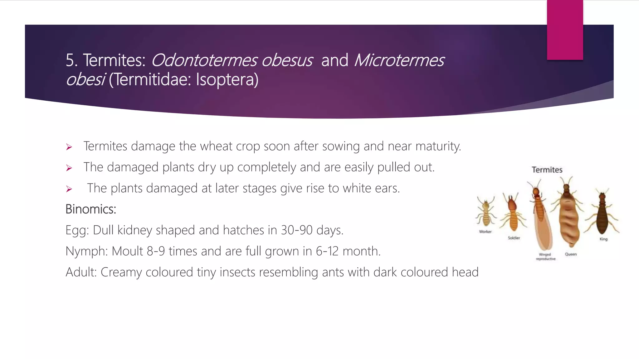 Pests of wheat | PPTX
